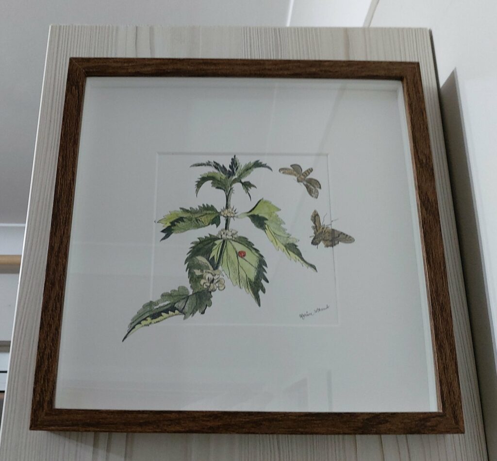 Original Pen/Ink/Watercolour of Moths on Archangle Nettle – Marion ...